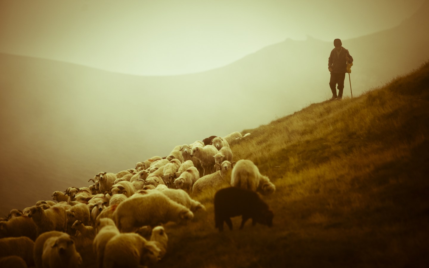 Shepherd in both Life and Death – Jeff Gravens
